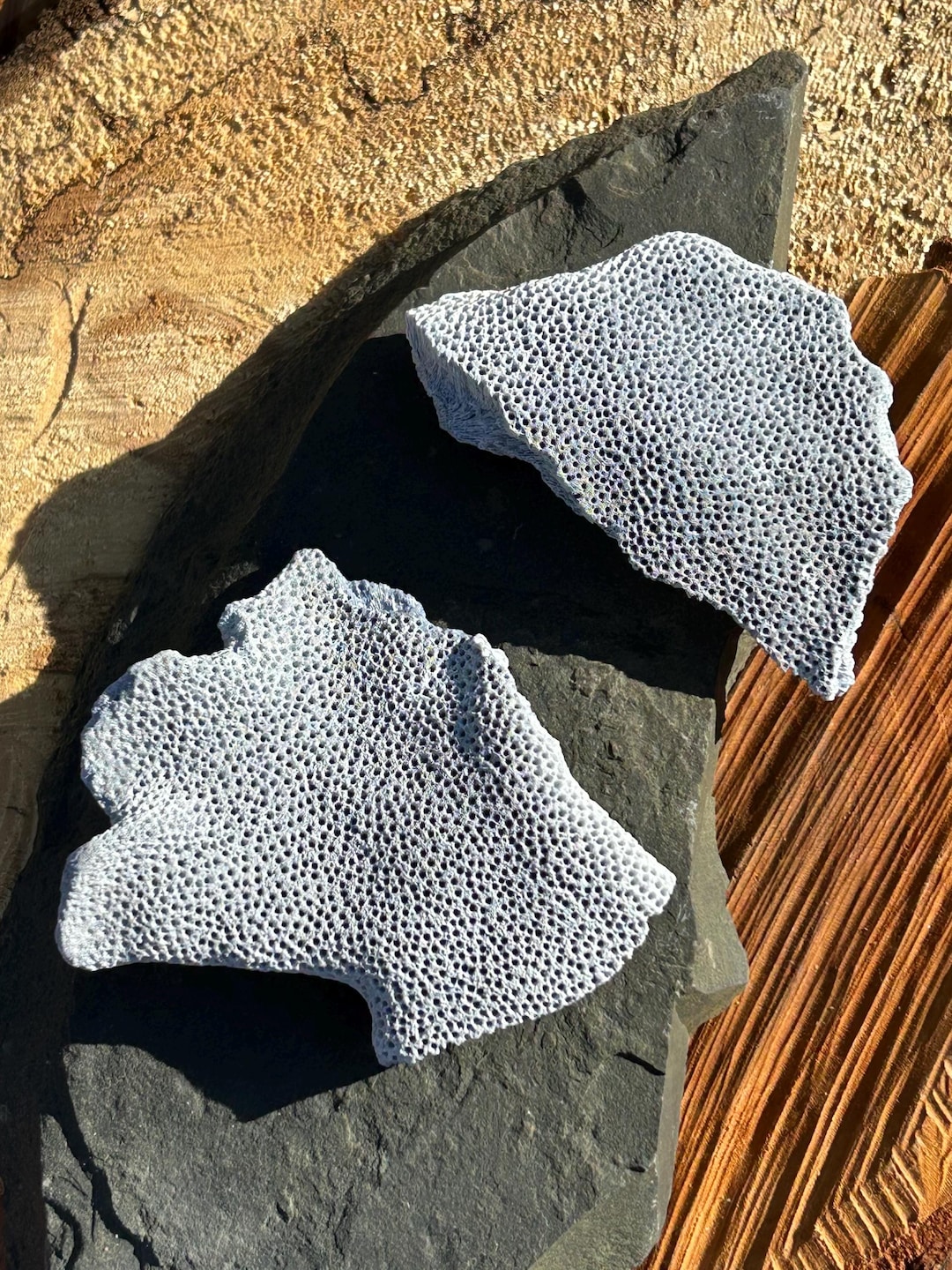 Blue Coral Fossil Specimen Vintage Crystal Fossilized Corals Fossils ...