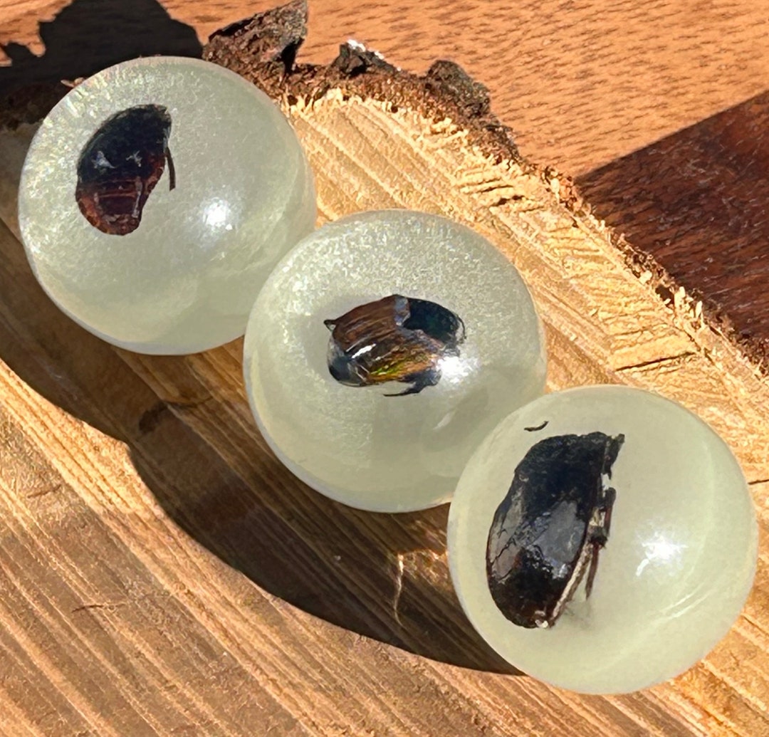Bugs Beetles Preserved in Clear Glow in the Dark Luminous Resin Mini ...