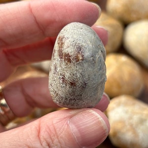 Sea Urchin Fossil Crystal Natural Crystalized Stone Fossils Stones ...