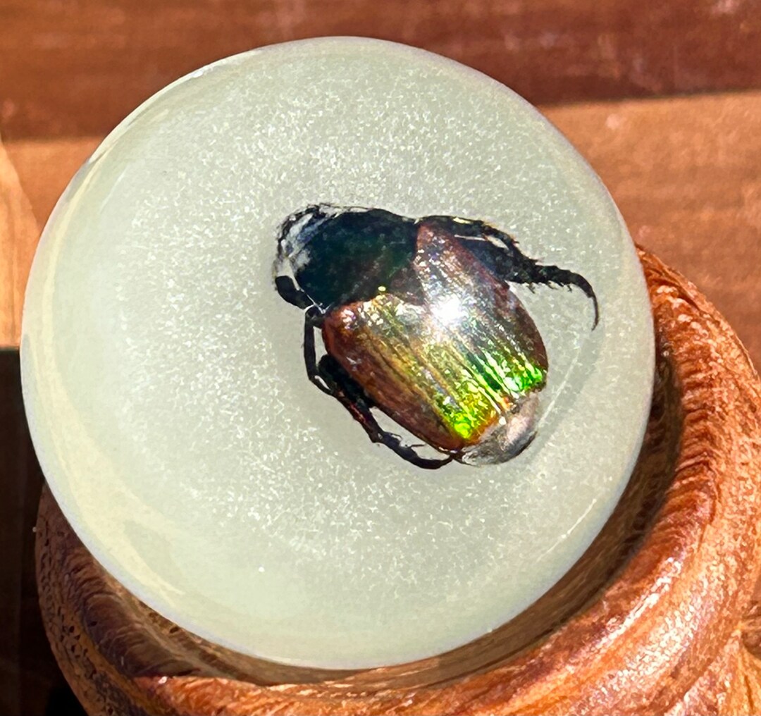 Beetles Preserved in Clear Glow in the Dark Luminous Resin Mini Sphere ...