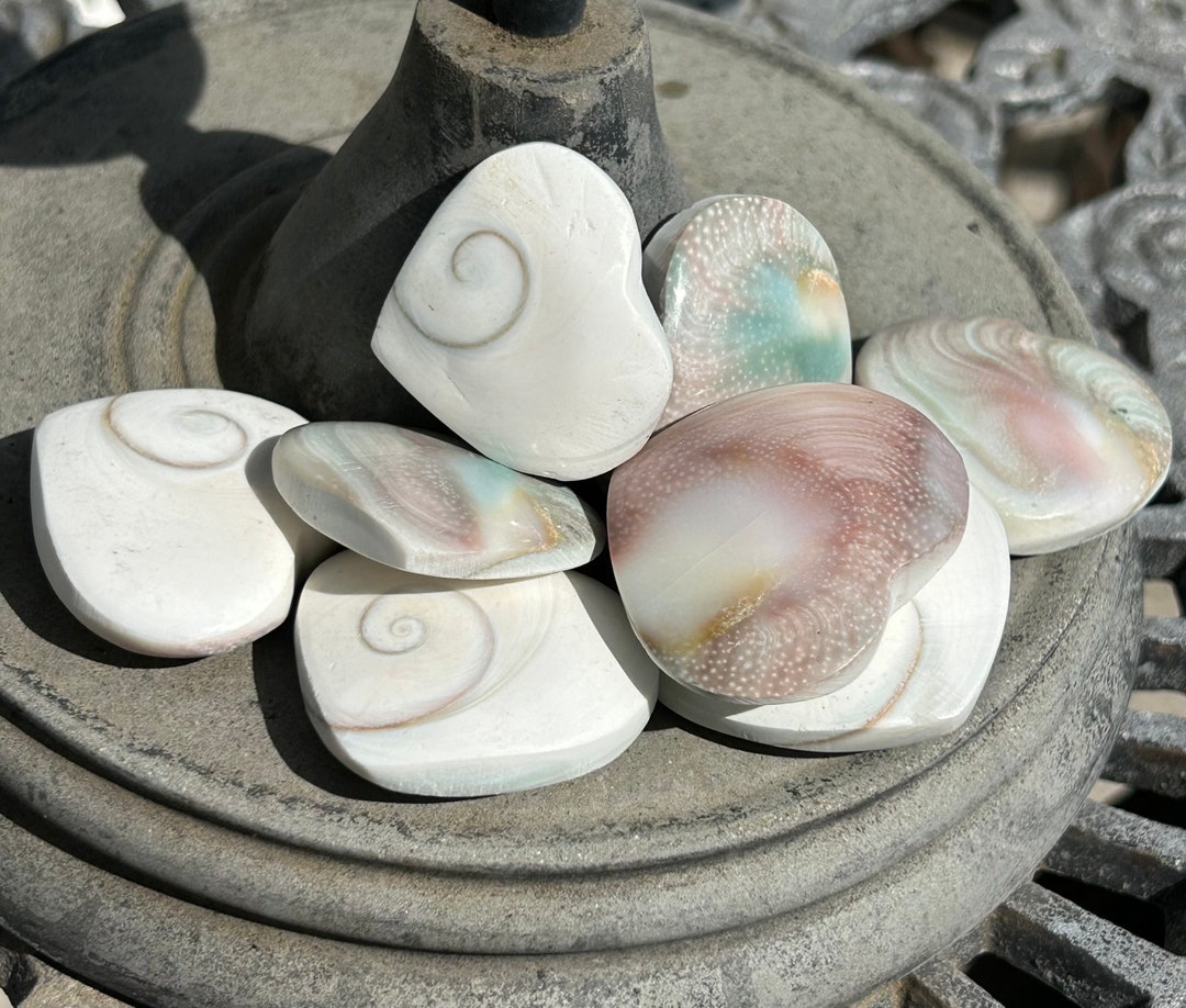 Shiva Eye Snail Cats Pacific Eye Shell Fossil Operculum Gastropod ...