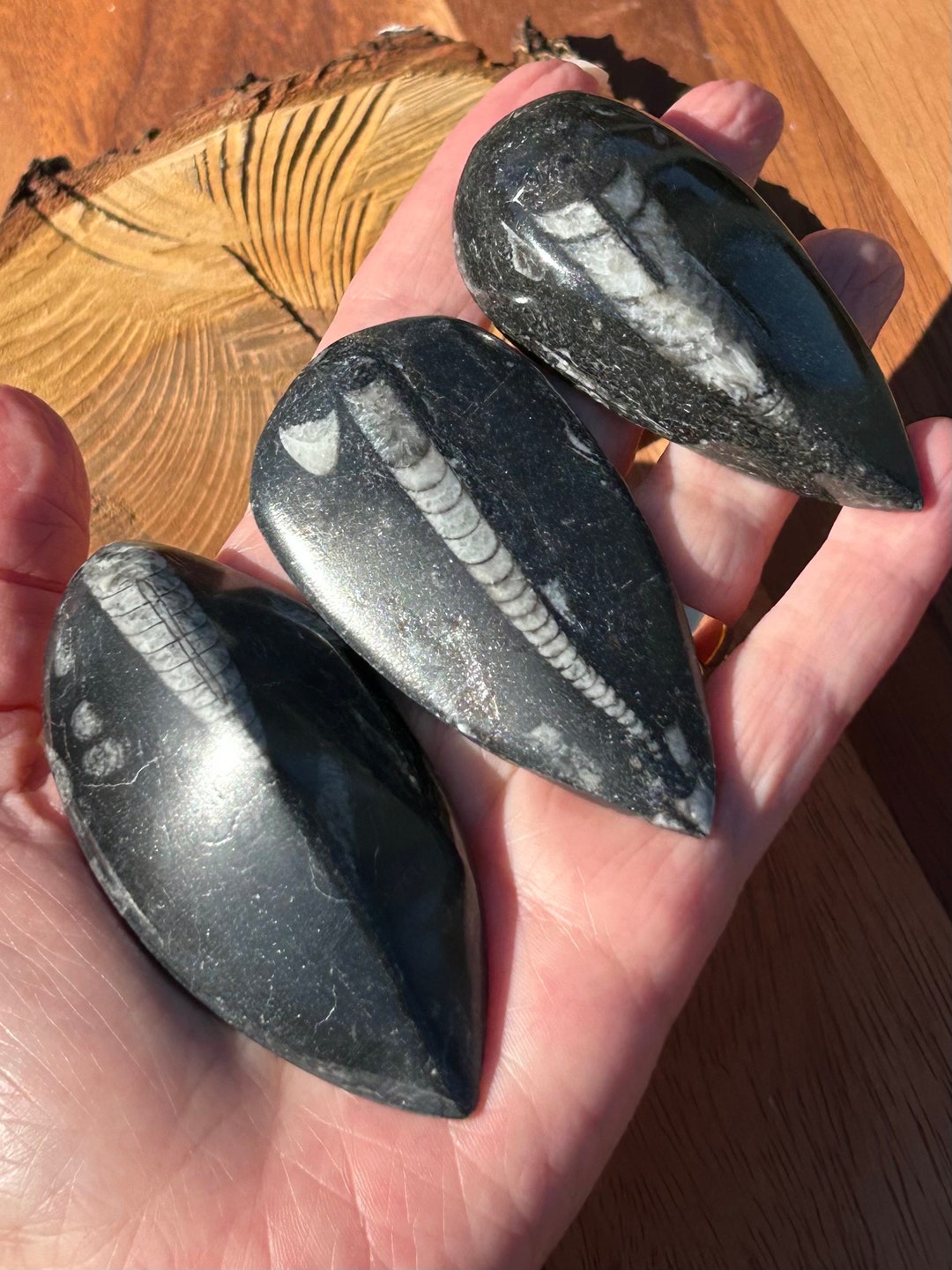 Orthoceras Fossil Crystal Natural Crystalized Stone Fossils Stone ...