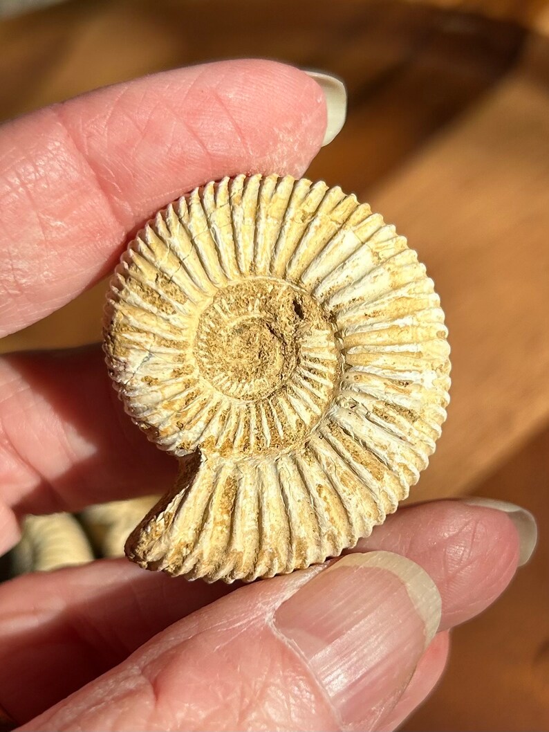 White Ammonite Fossil Crystalized Crystals Stone Energy Fossils ...
