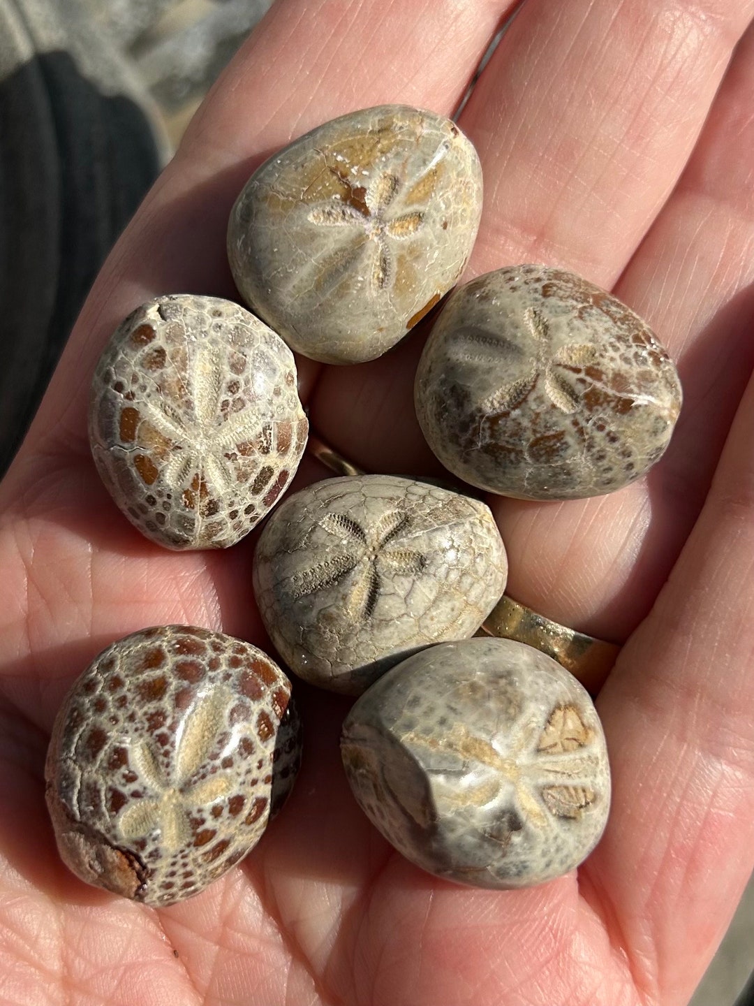 Sea Urchin Fossil Crystal Natural Crystalized Stone Fossils - Etsy