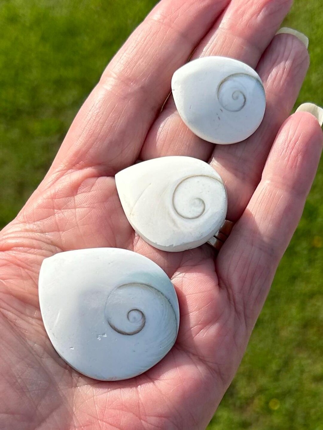 Shiva Eye Mermaid Tears Snail Cats Pacific Eye Shell Fossil Operculum ...
