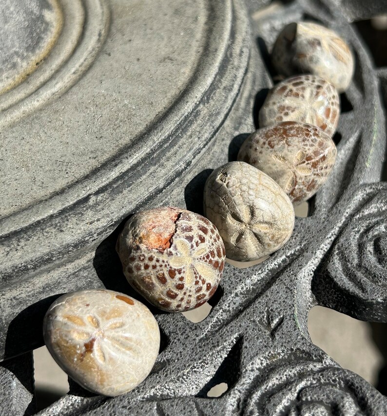 Sea Urchin Fossil Crystal Natural Crystalized Stone Fossils - Etsy