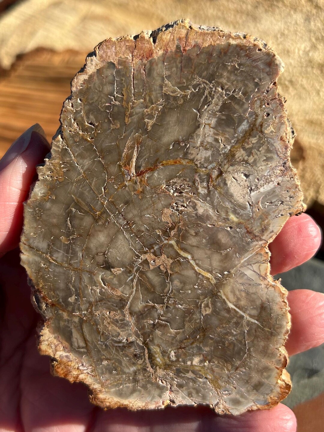 Petrified Wood Slab C Stone Polished Fossilized Fossil - Etsy