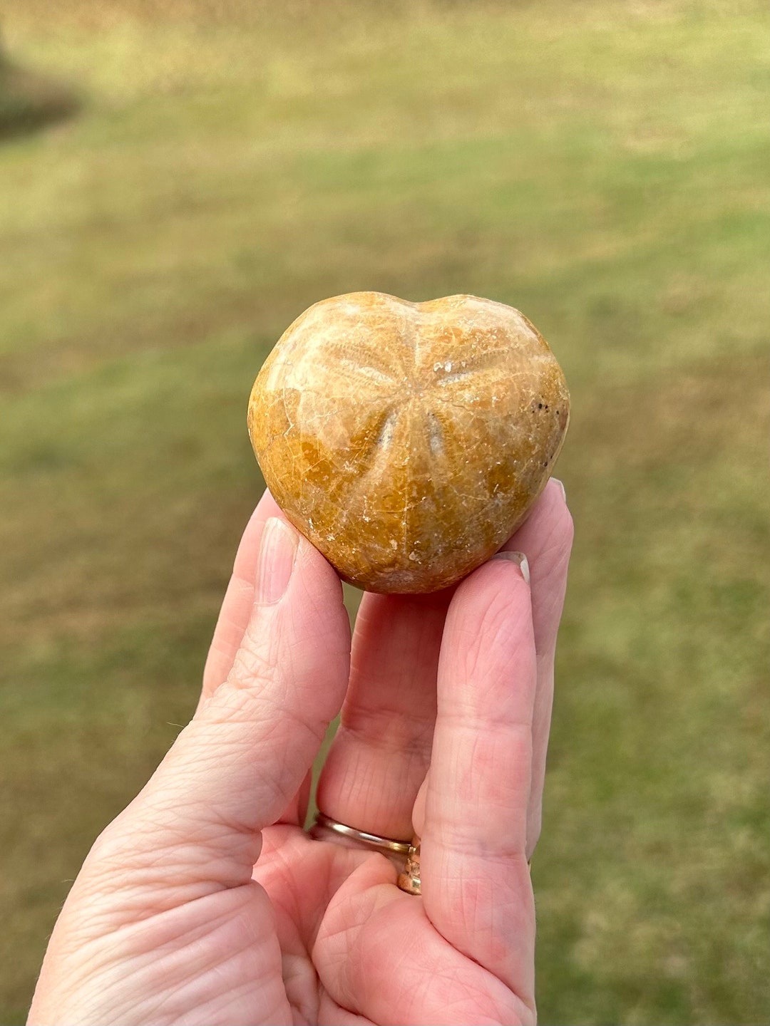 Sea Urchin Fossil Aka Fairy Loaves Loafs Crystal Natural Crystalized ...