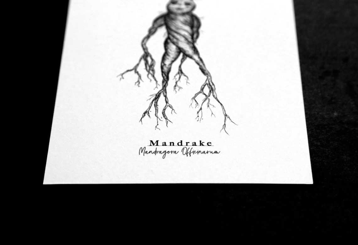 Mandrake Art Print, Plant Botanical Art, Folklore Magical Magick ...