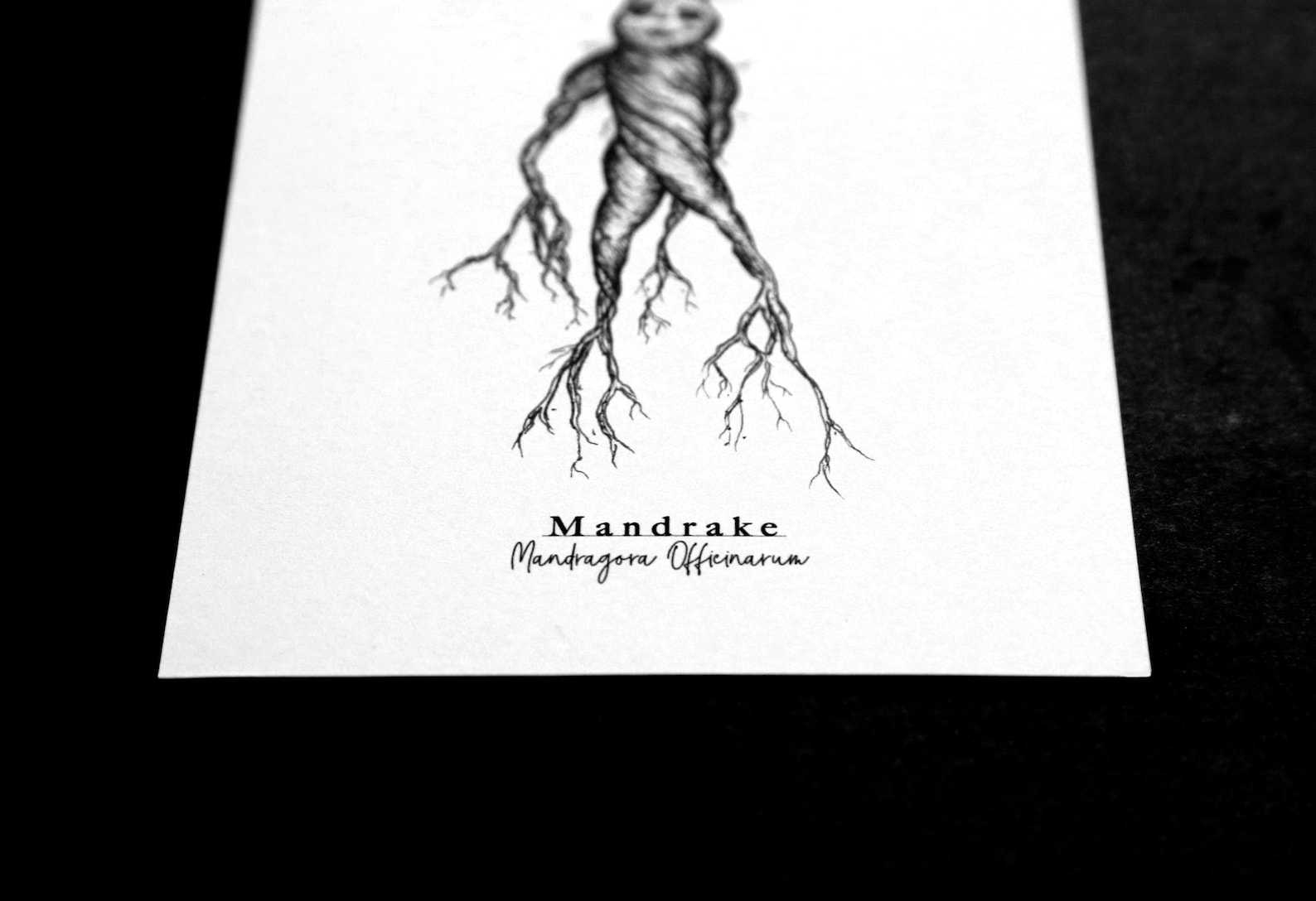 Mandrake Art Print, Plant Botanical Art, Folklore Magical Magick ...