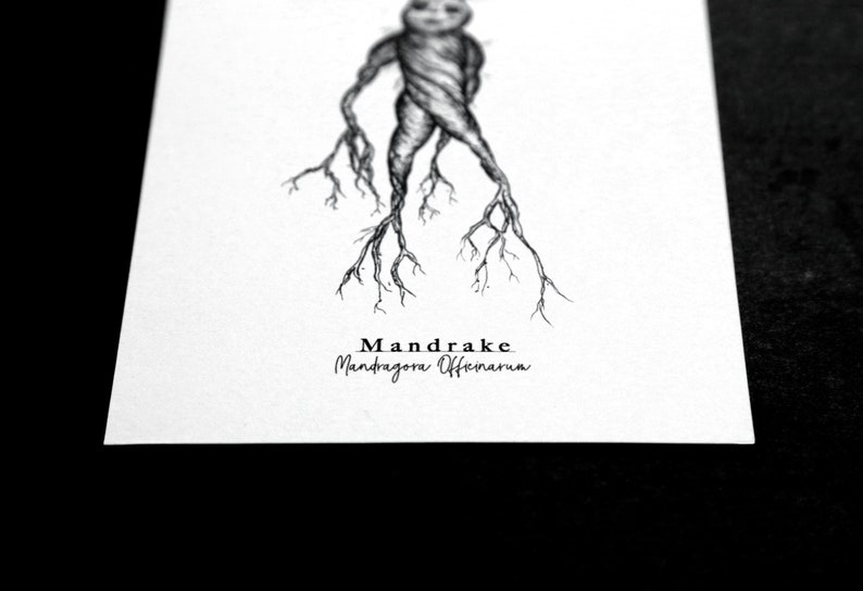 Mandrake Art Print, Plant Botanical Art, Folklore Magical Magick ...