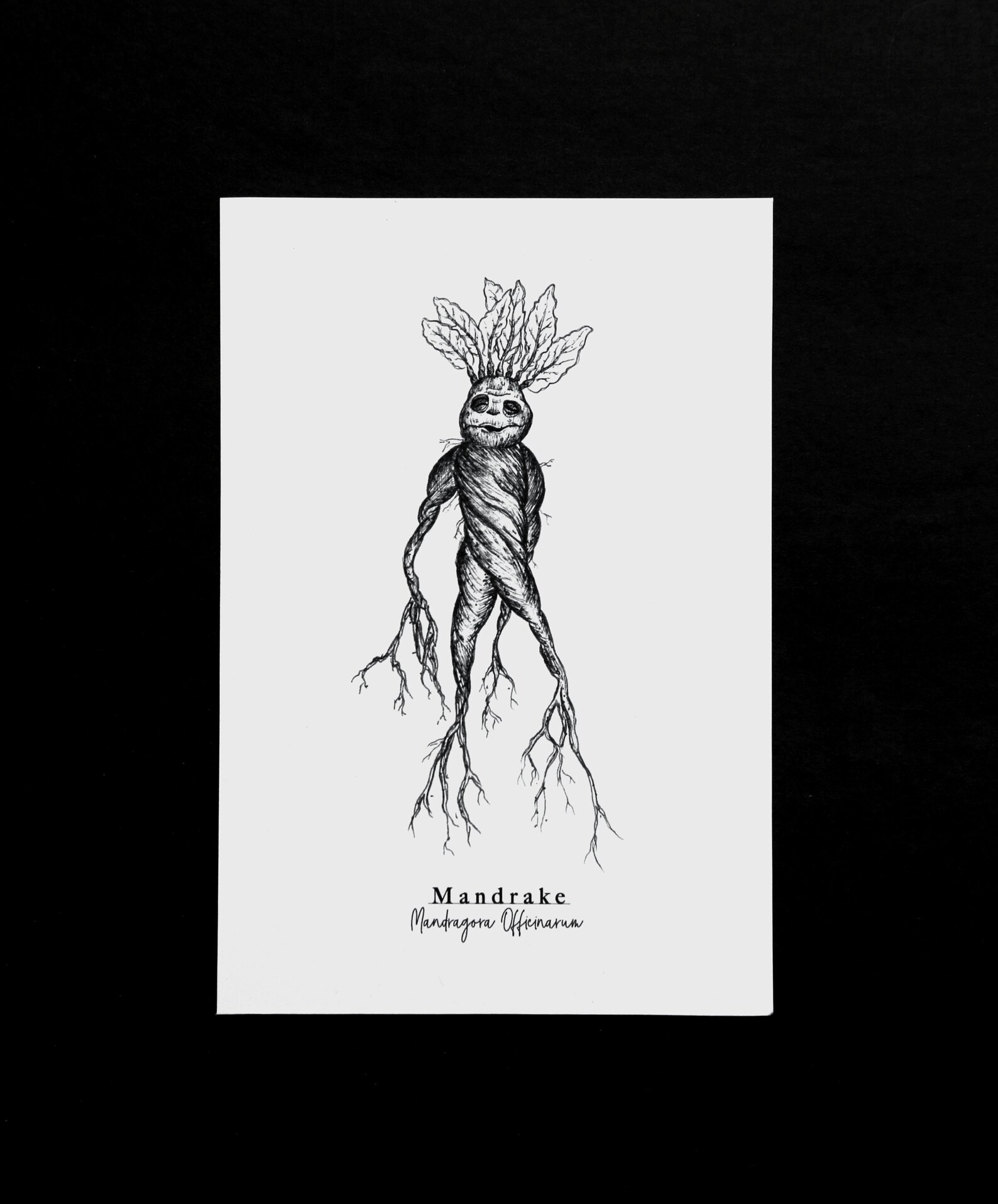 Mandrake Art Print, Plant Botanical Art, Folklore Magical Magick ...