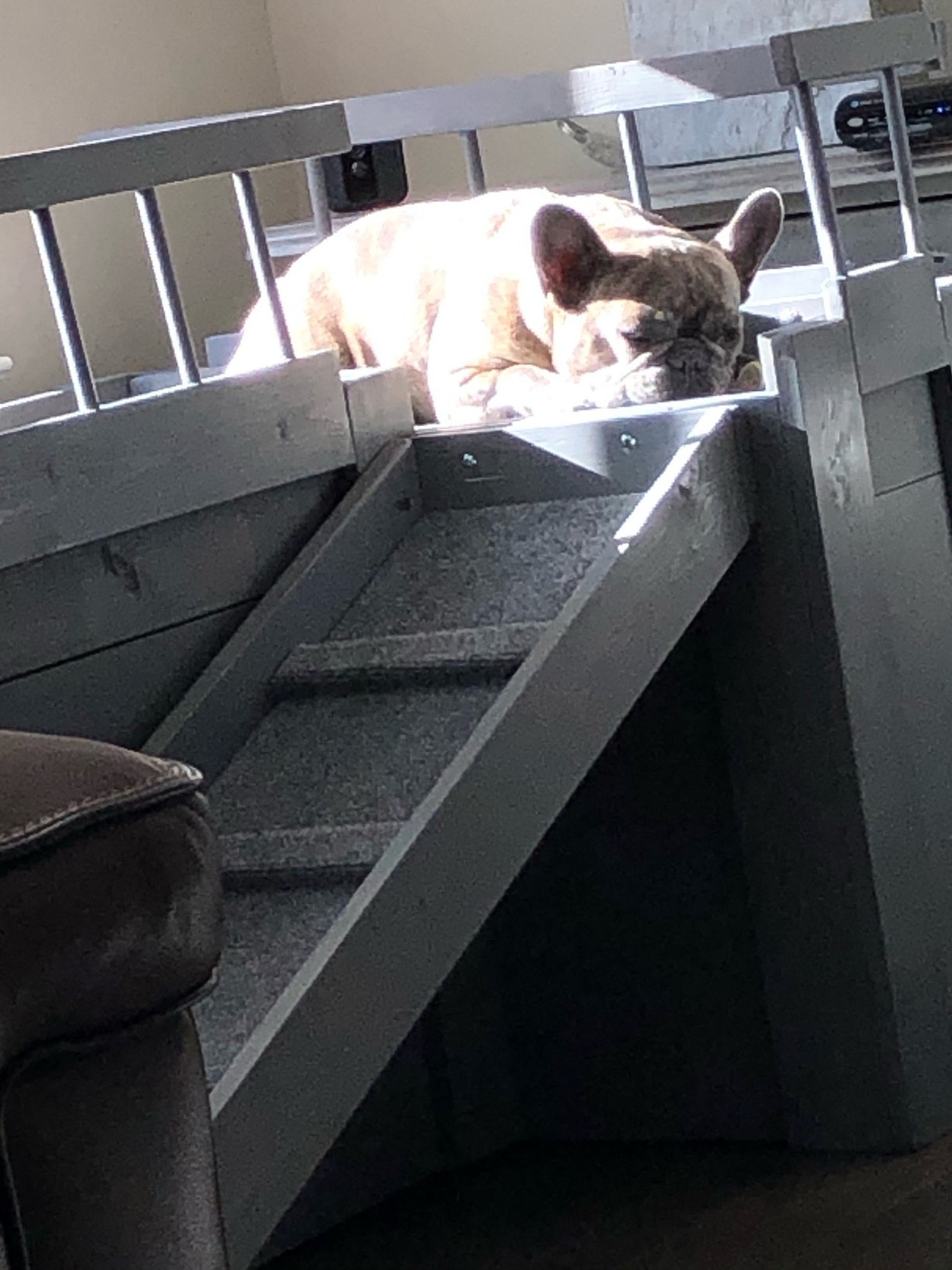 The juniorwood Raised Dog Bed With Ramp and Dog House Elevated Dog Bed ...