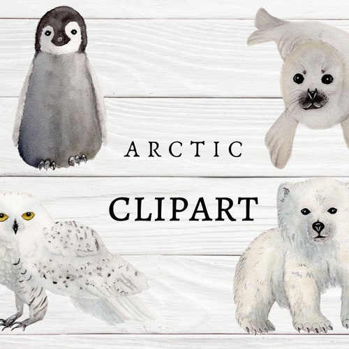 Winter Animals Clipart Snow Arctic Animals PNG Commercial - Etsy