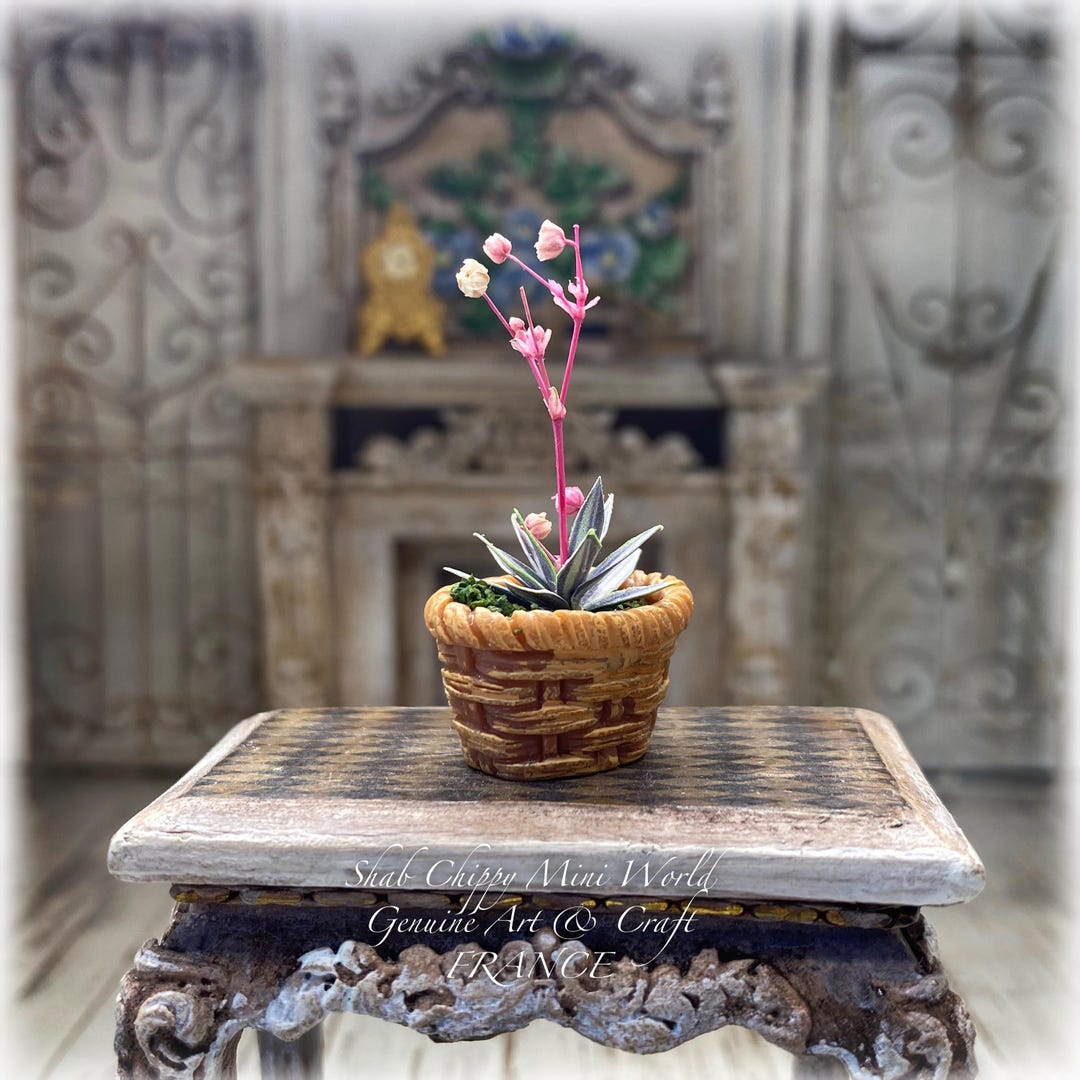 September 2025 - Variegated Tropical Plant, Woven Bamboo Type Pot ...