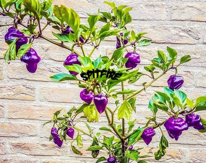 Purple U.F.O. Chilli Pepper Seeds - Etsy
