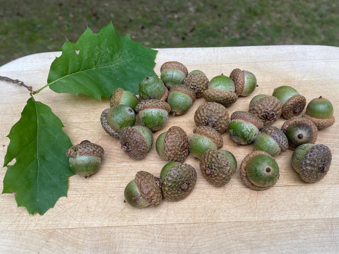 25 Northern Red Acorns From Maine for Crafts - Etsy