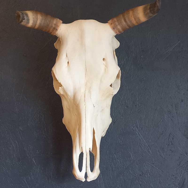 Real Cow Skull - Etsy