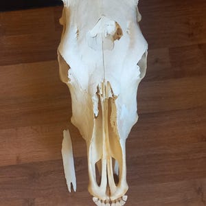 Real Cow Skull With Jaw, Cattle Skull With Long Horns and Jaw, Width ...