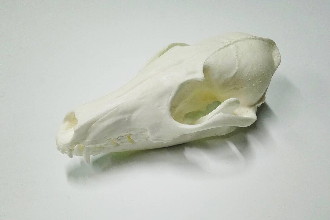 Replica Fox Skull. High Detail, High-quality Plastic, Real Weight, 1:1 ...