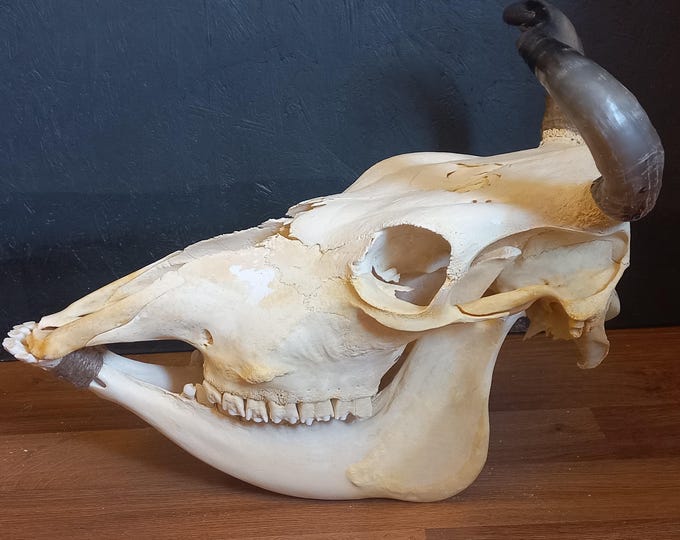 Real Cow Skull With Jaw, Cattle Skull With Long Horns and Jaw, Width ...