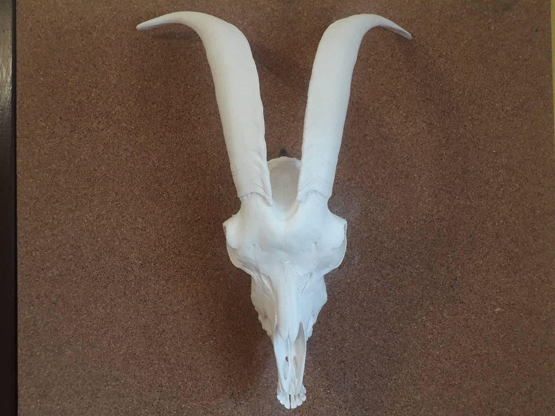 Goat Skull Replica | Any Color Goat Skull Copy | High Quality Replica ...