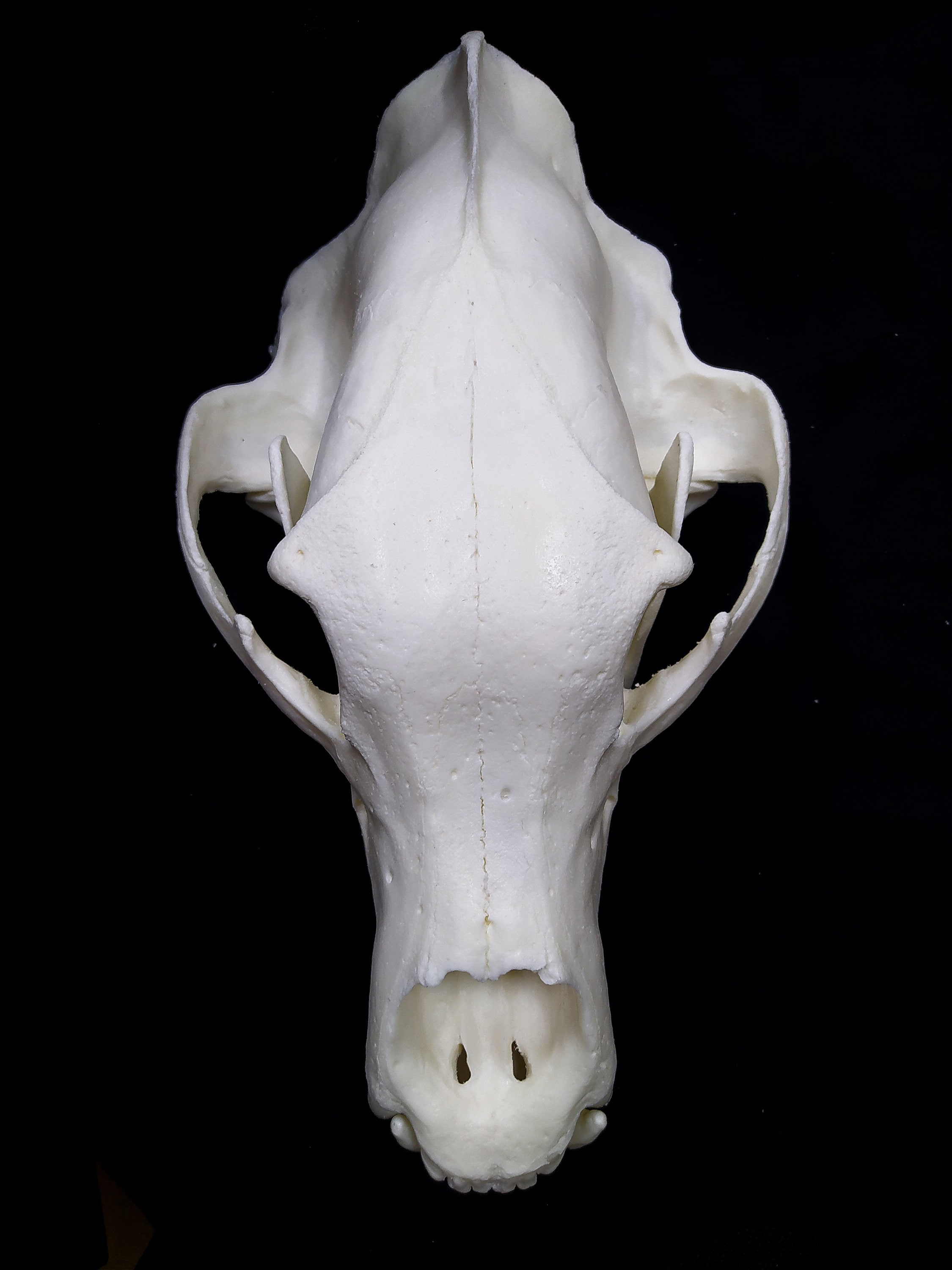 COPY of a Bear Skull, Replica Animal Skull, 1:1 Size and Weight Copy of ...