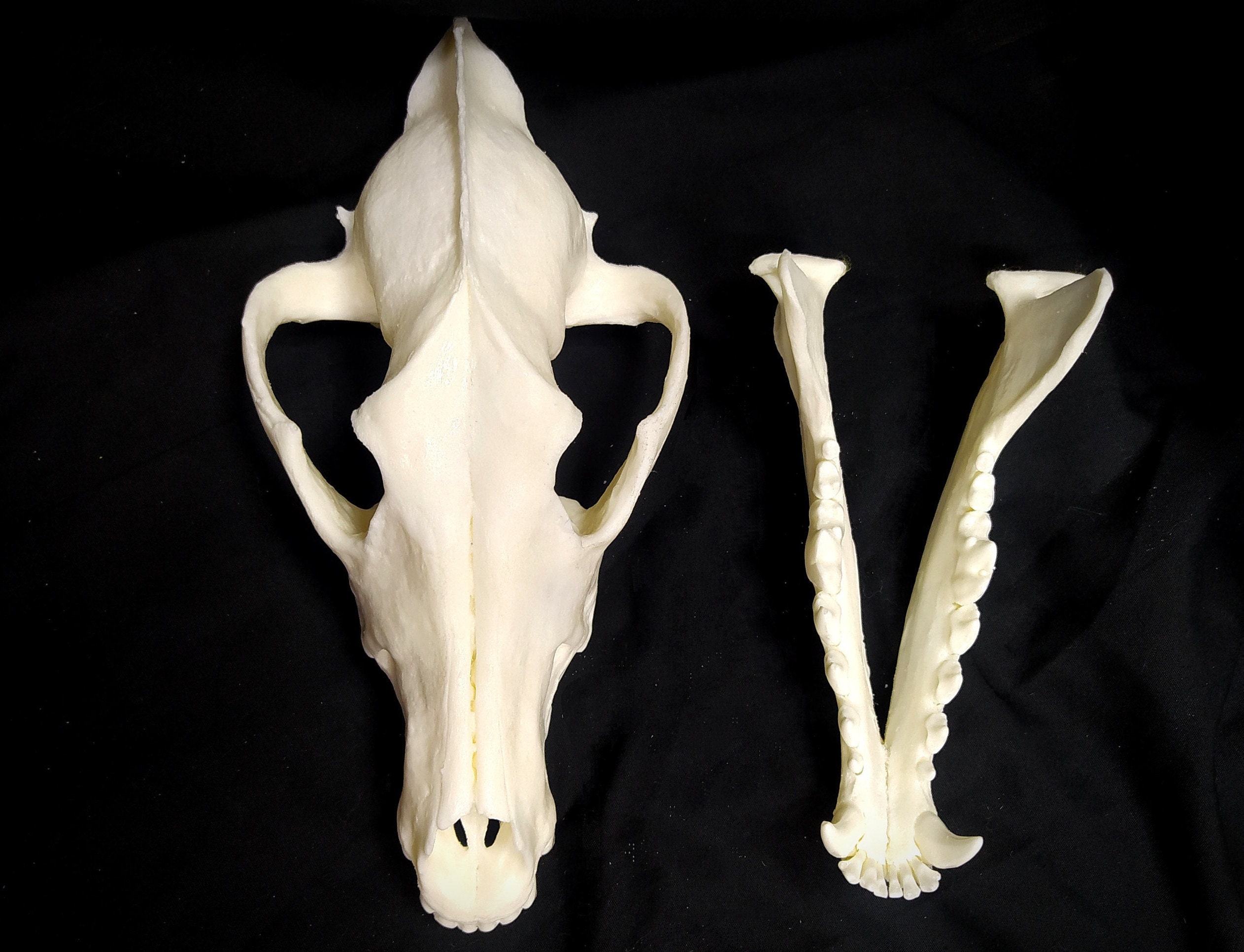 COPY of a Wolf Skull, Replica Animal Skull, 1:1 Size and Weight Copy of ...