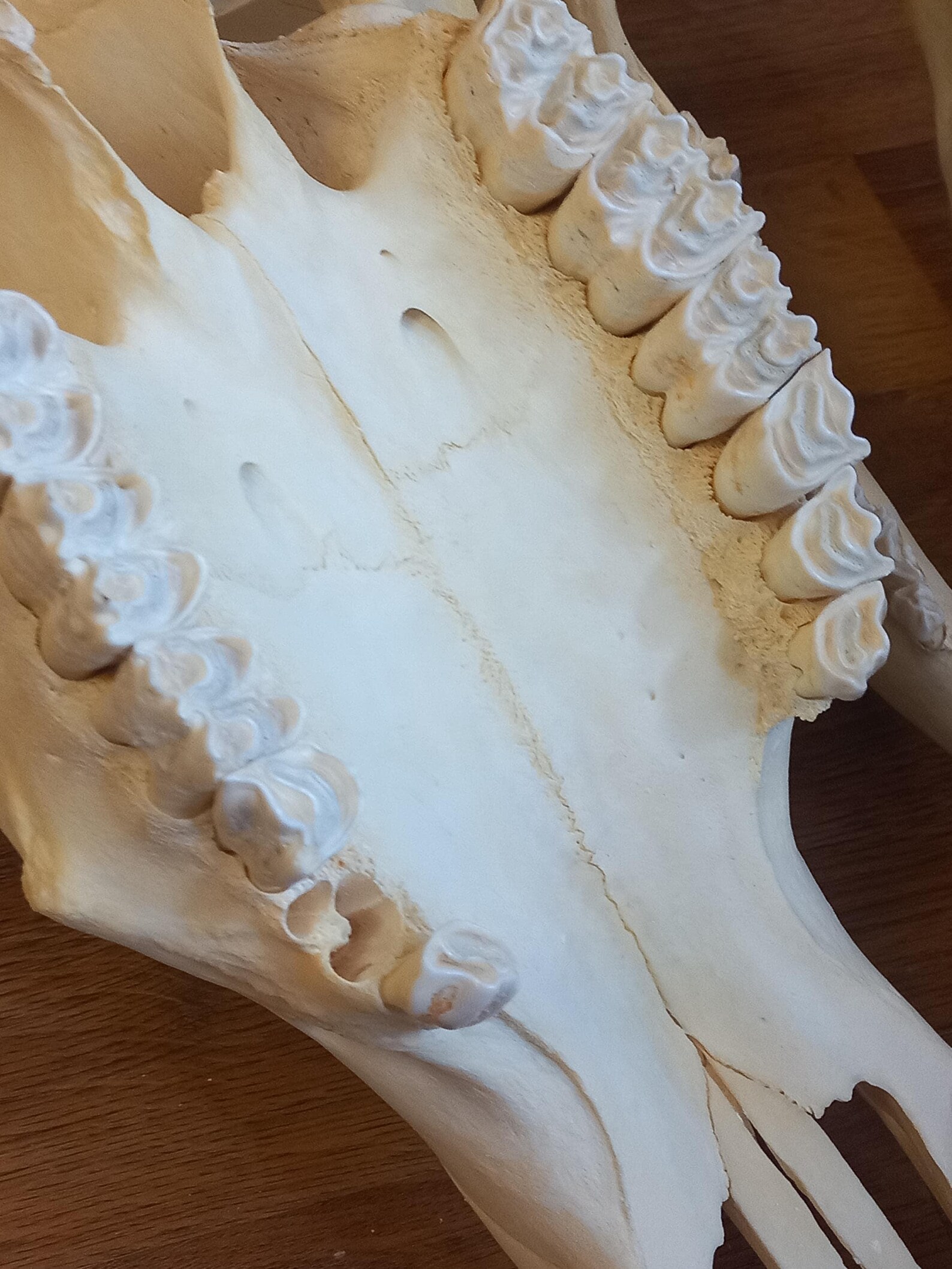 Real Cow Skull With Jaw, 01.0325 Cattle Skull With Long Horns and Jaw ...
