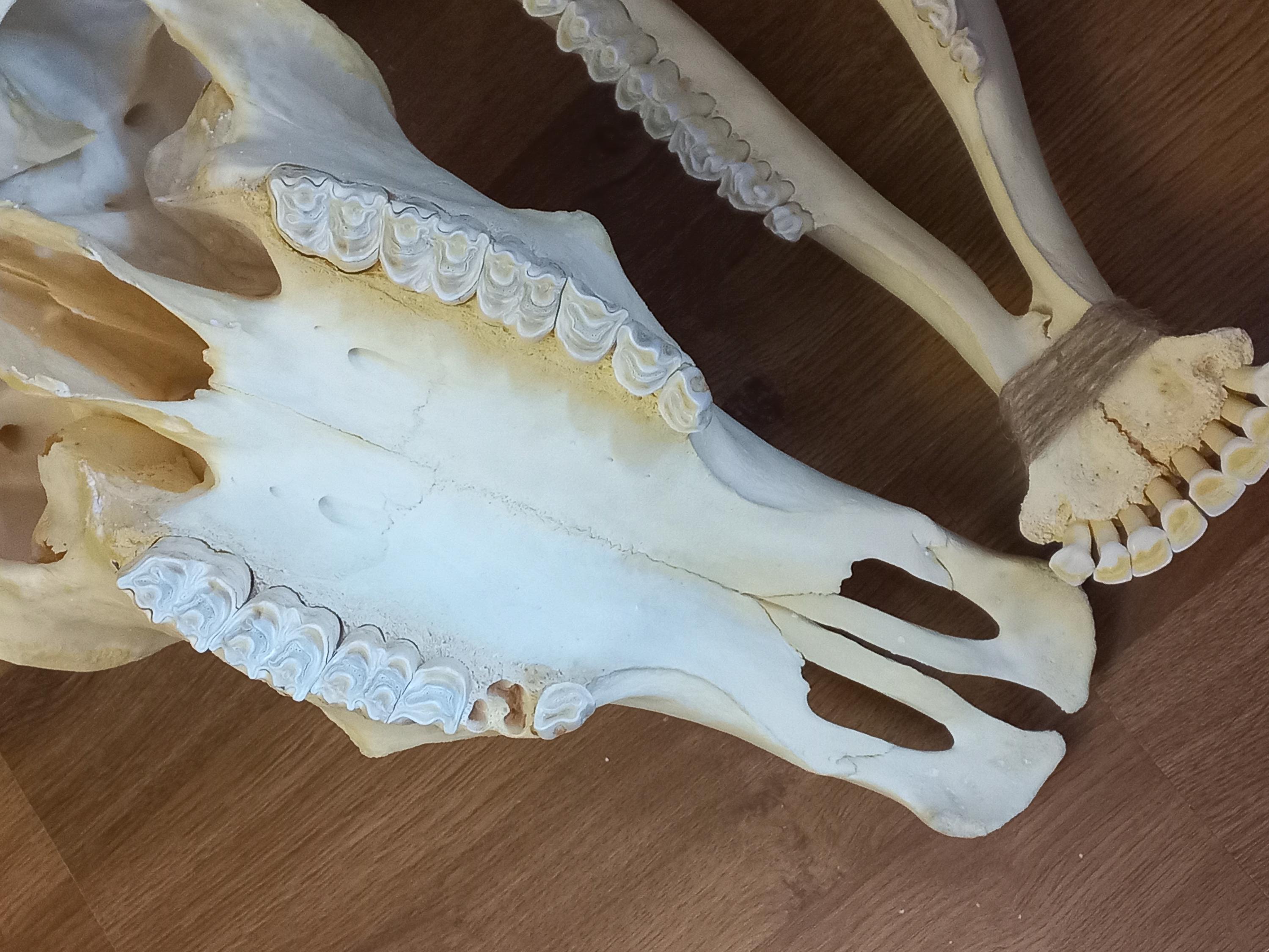 Real Cow Skull With Jaw, 01.0325 Cattle Skull With Long Horns and Jaw ...