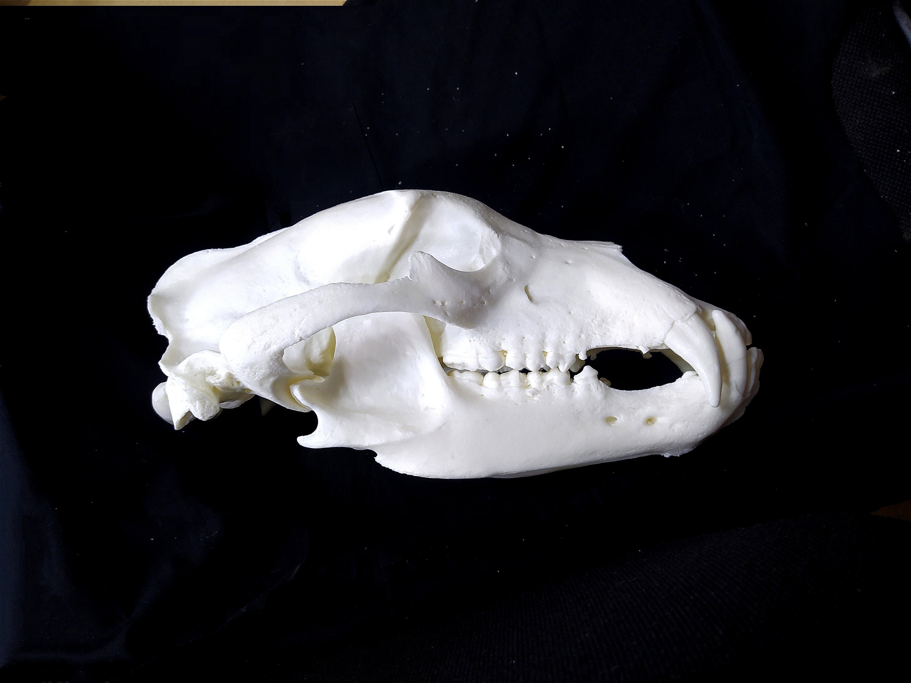 COPY of a Bear Skull, Replica Animal Skull, 1:1 Size and Weight Copy of ...