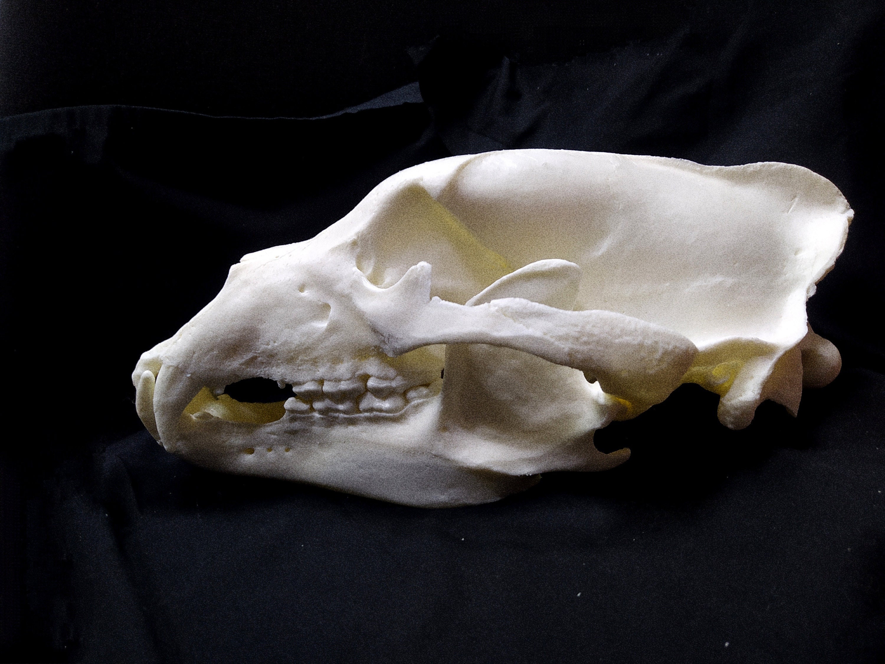 COPY of a Bear Skull, Replica Animal Skull, 1:1 Size and Weight Copy of ...