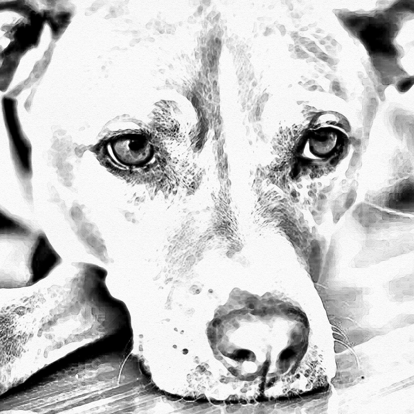 Custom Dog Drawings, Personalized Dog Portrait, Custom Dog Gift, Pet ...