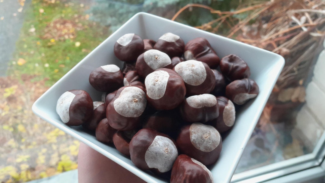 Dried Chestnuts (lithuania), Buckeyes, Autumn Home Decor, DIY Craft ...