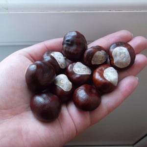 Dried Chestnuts (lithuania), Buckeyes, Autumn Home Decor, DIY Craft ...