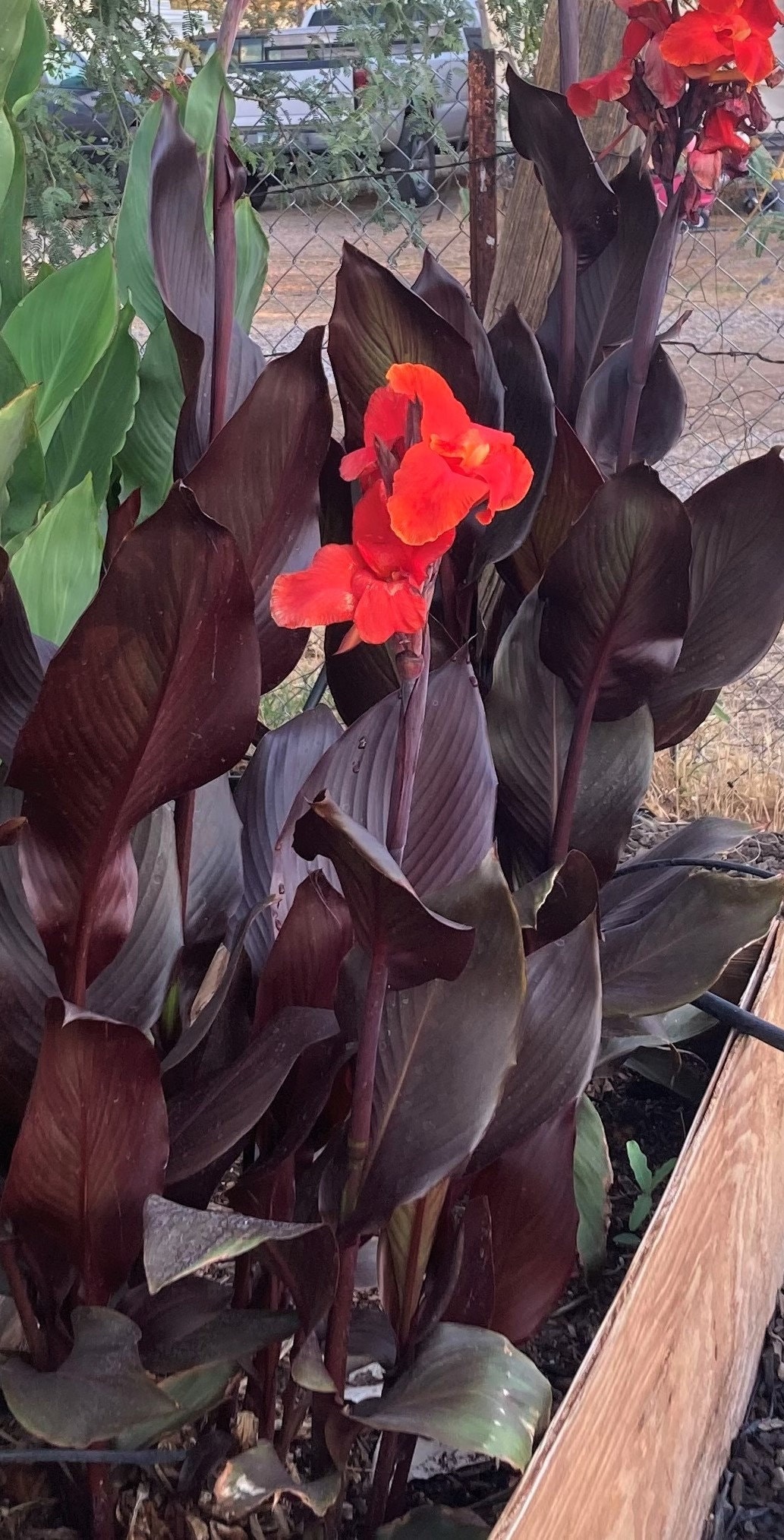 3 Red Velvet CANNA LILY Rhizome Bulb Shiny Black Foliage and Bright Red ...
