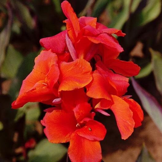 3 RED KING HUMBERT Canna Lily Rhizome Bulbs Vivid Variegated Foliage ...