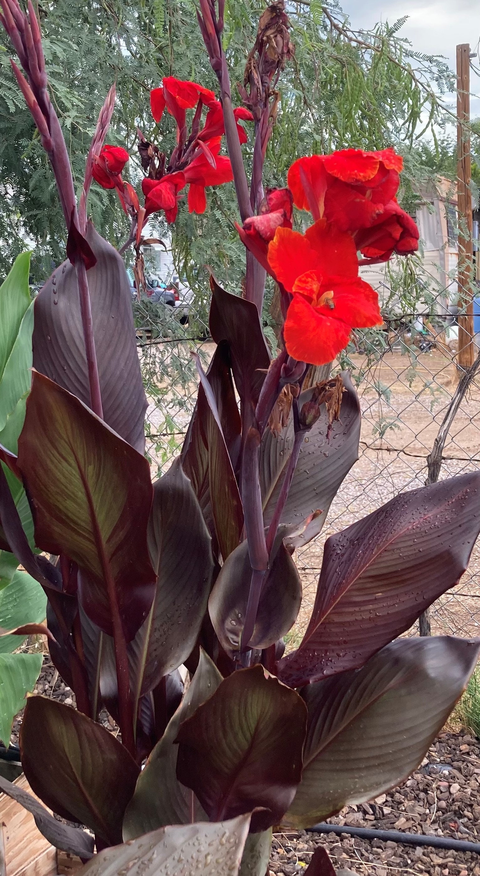 3 Red Velvet CANNA LILY Rhizome Bulb Shiny Black Foliage and Bright Red ...