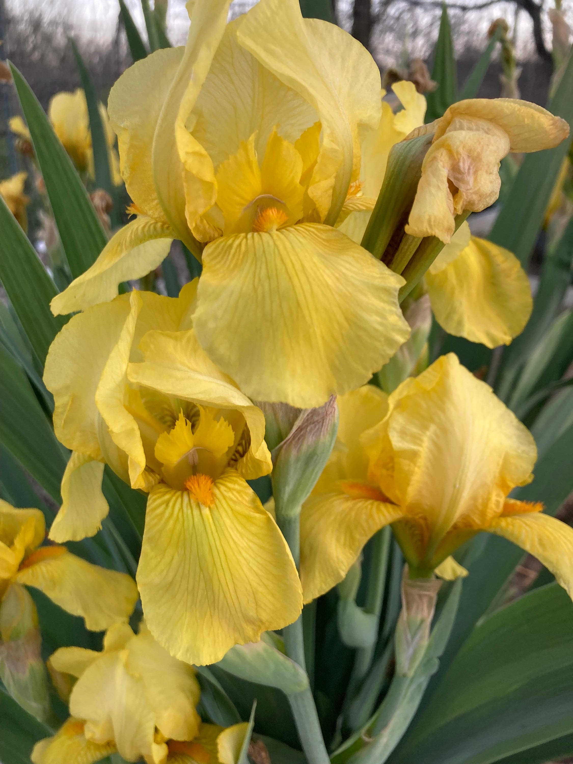 Outdoor & Gardening 3 Bright Yellow Iris bulbsrhizomes set of 3 Home ...