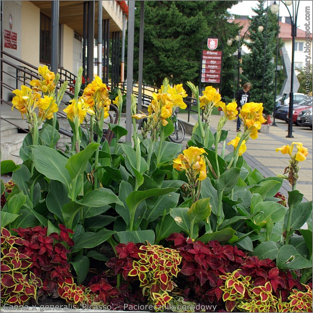 3 PISCASSO CANNA LILY Rhizome Bulbs Buttery Yellow Blooms with Orange ...
