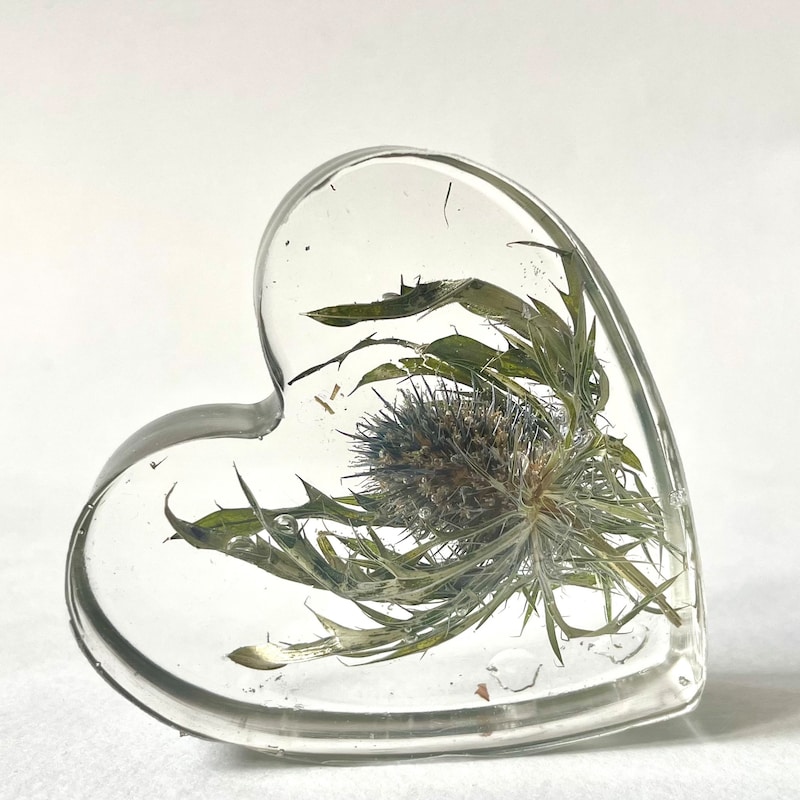 Scottish Thistle - Etsy