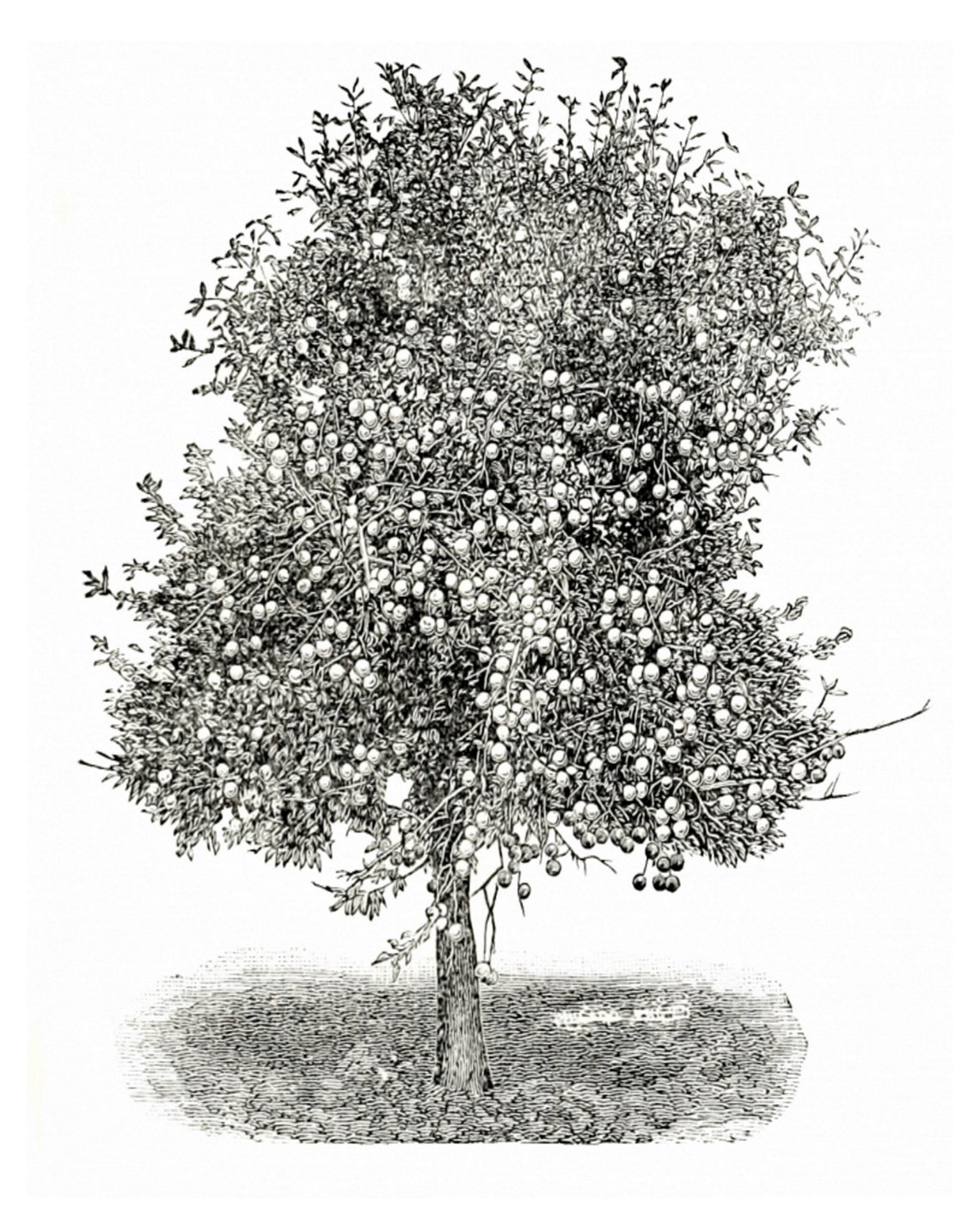 Apple Tree Printable Art Instant Download for Modern - Etsy