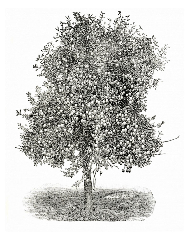 Apple Tree Printable Art Instant Download for Modern Minimalist Home ...