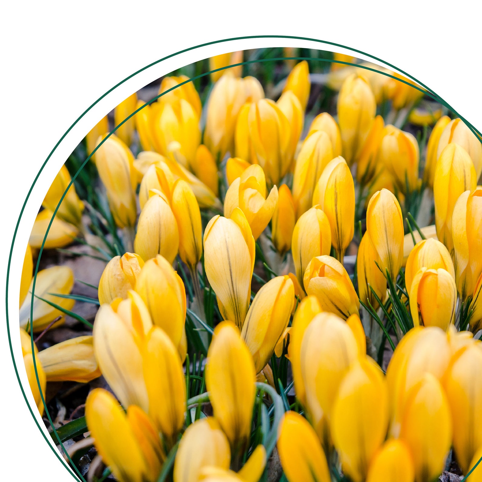 Azafrán amarillo Fotografía de flores de naturaleza en - Etsy España