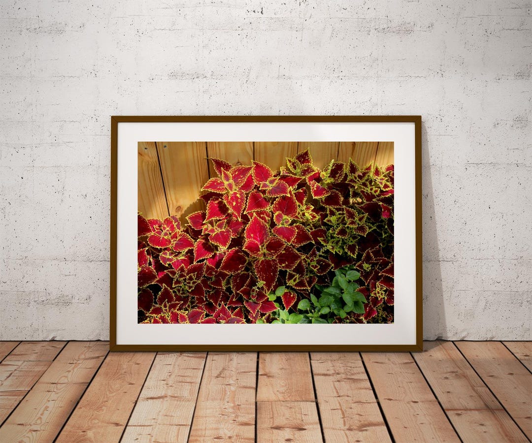 Red Coleus Plants Wall Art, Botanical Photography Print, Garden Decor ...