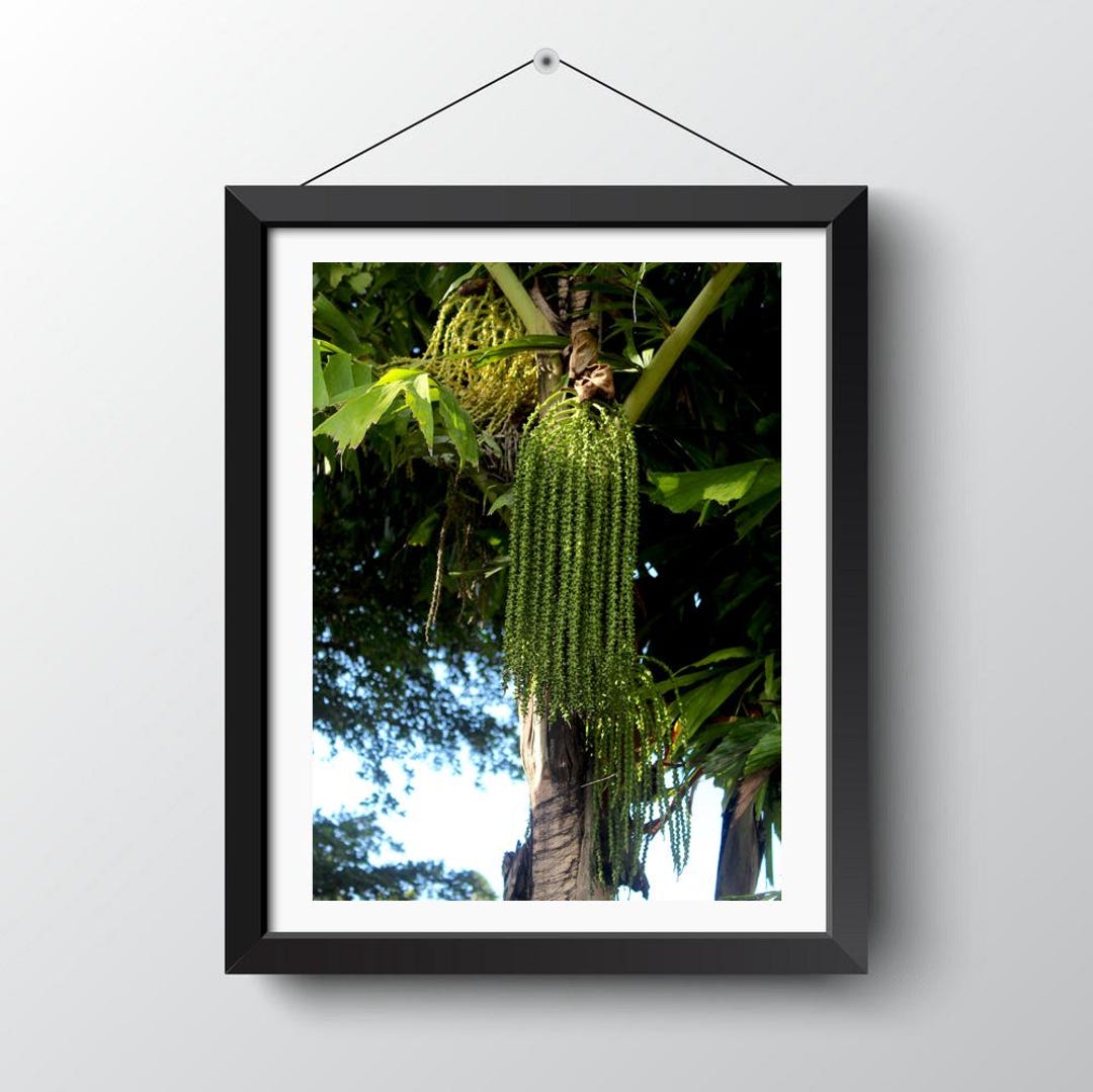 Fishtail Palm Tree Art Print, Tropical Palm Wall Decor, Botanical ...