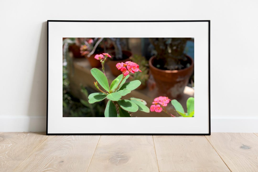 Red Crown-of-thorns Floral Print, Small Flowers Wall Art Decor ...