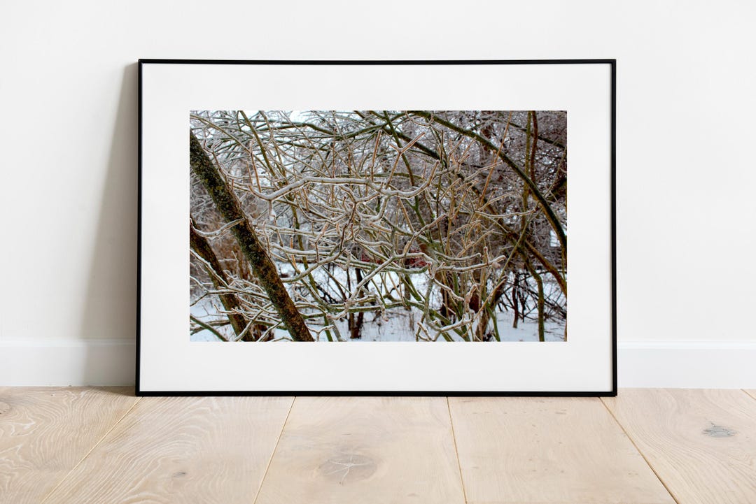 Hazelnut Tree Branches Frozen in Ice Photo, Winter Wall Art, Nature ...