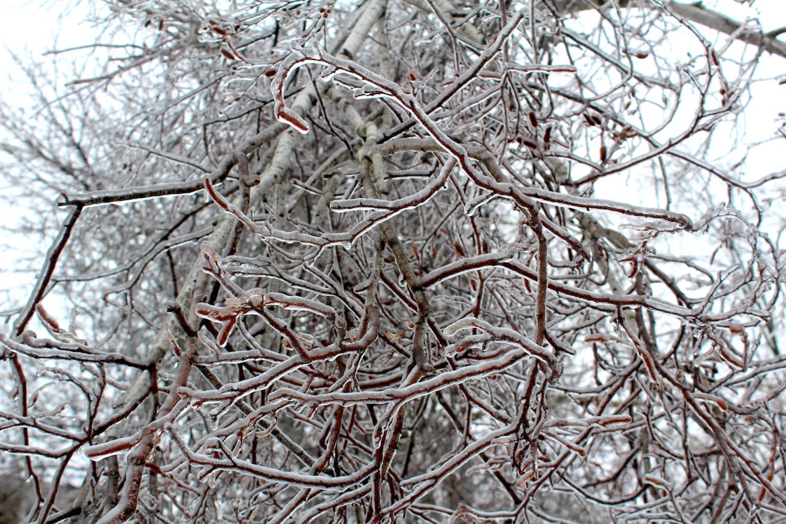 White Birch Tree Branches Ice Photo, Winter Landscape Wall Art, Nature ...