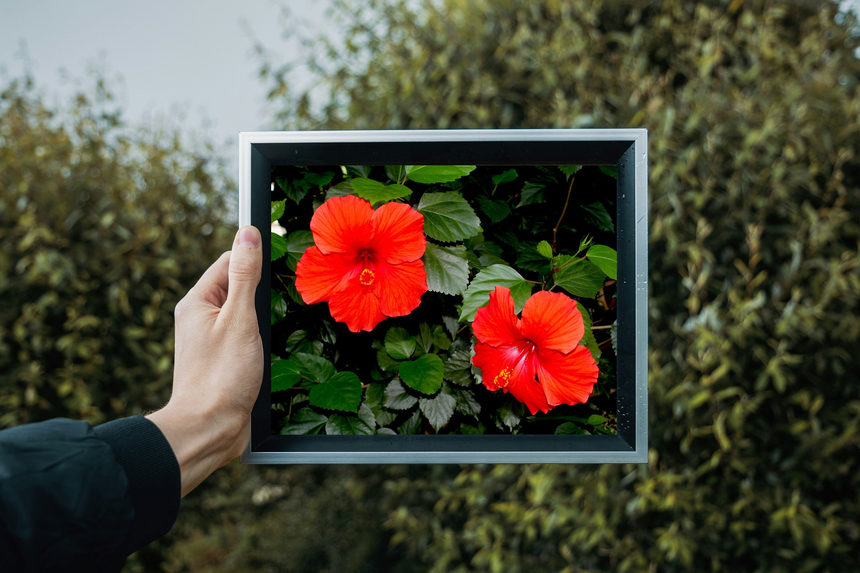 Hibiscus Flowers Wall Art, Floral Photography Print Set, Large Photo ...